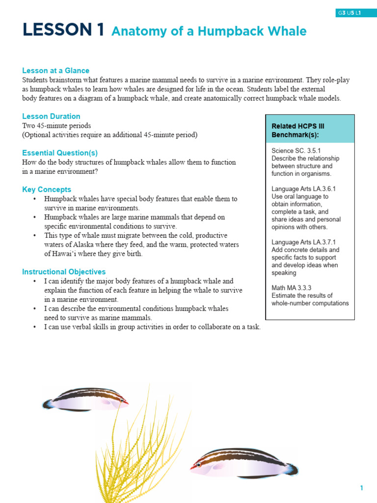 Humpback Whale Anatomy Lesson Plan | PDF | Whales | Fin