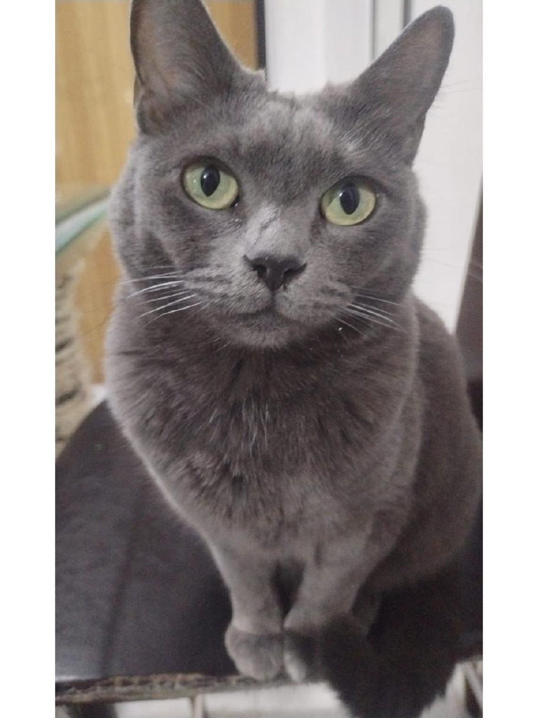 Cat | PDF