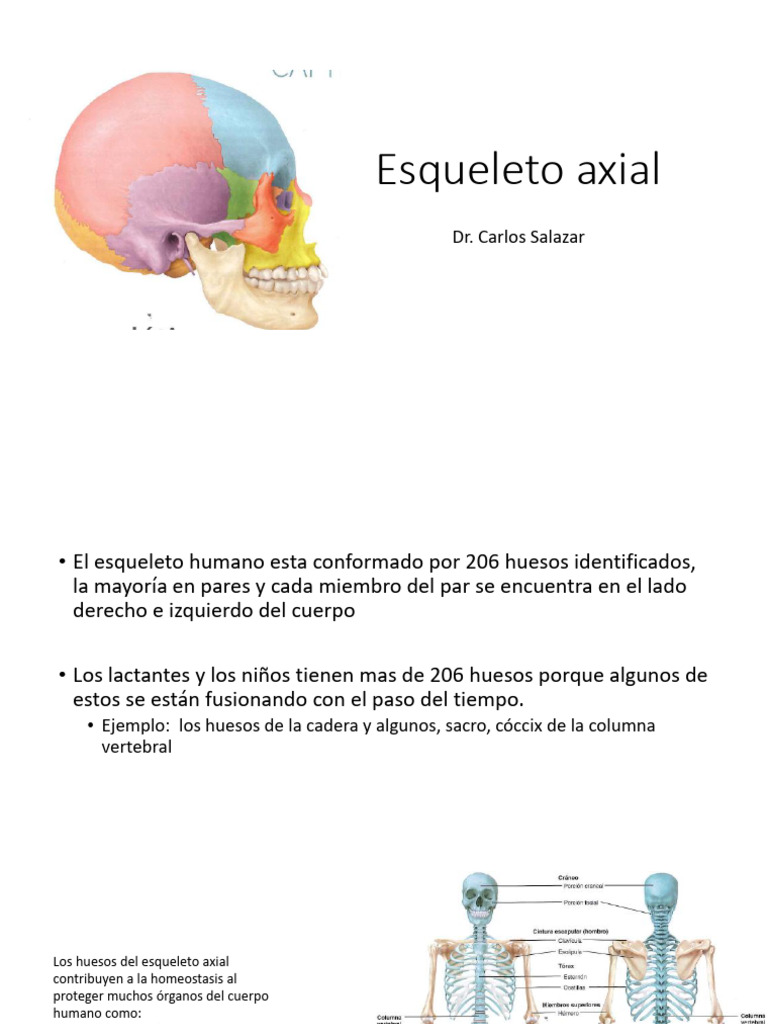 Esqueleto Axial | PDF | Vértebra | Cráneo