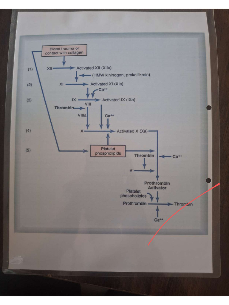 Physiology Graphs | PDF