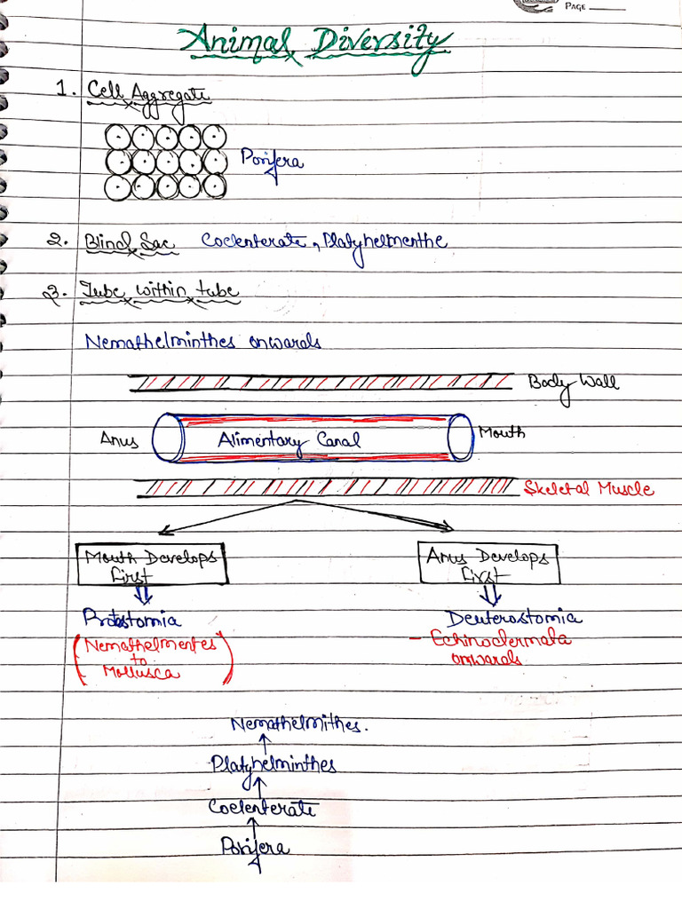Animal Diversity (NOTES) | PDF