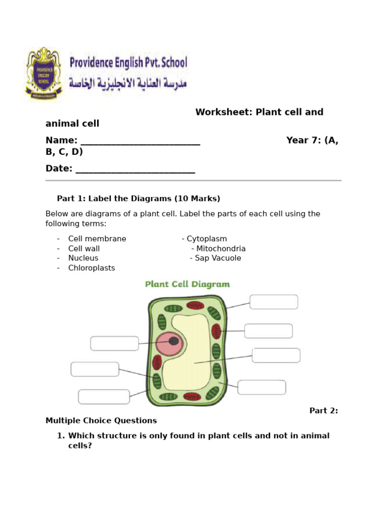 Year 7 Plant and Animal Cells Worksheet | PDF