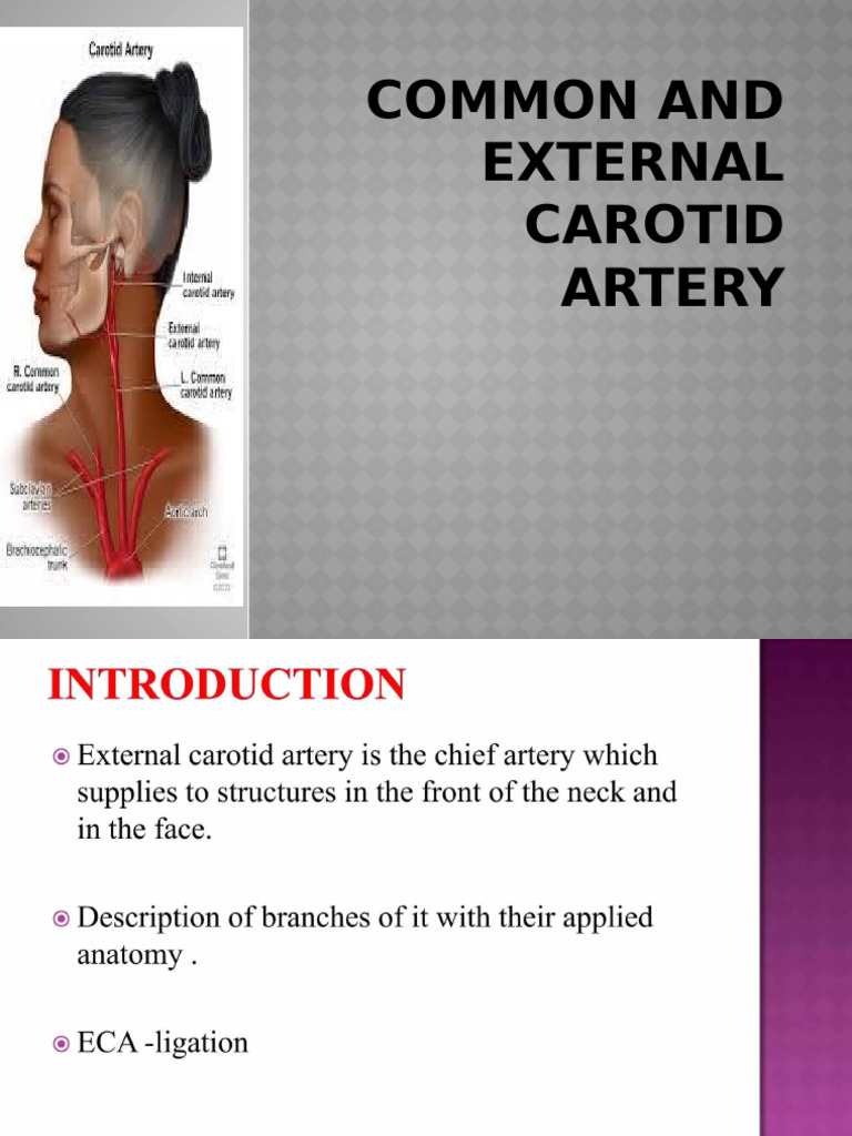 Overview of External Carotid Artery | PDF | Common Carotid Artery ...