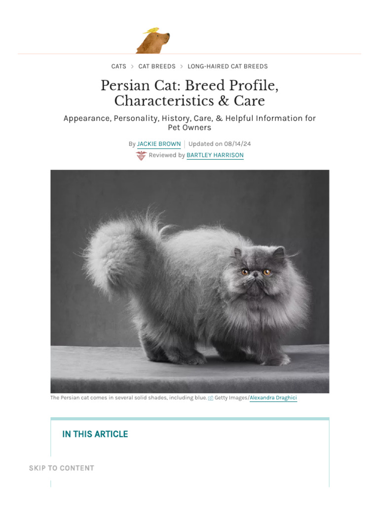 Persian Cat Breed Overview & Care Guide | PDF | Cats | Mammal Breeds