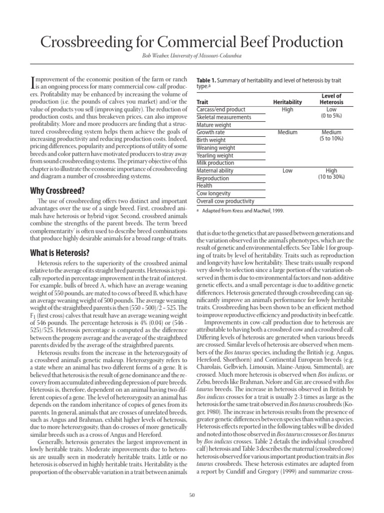 Crossbreeding Benefits for Beef Production | PDF | Cattle | Bull