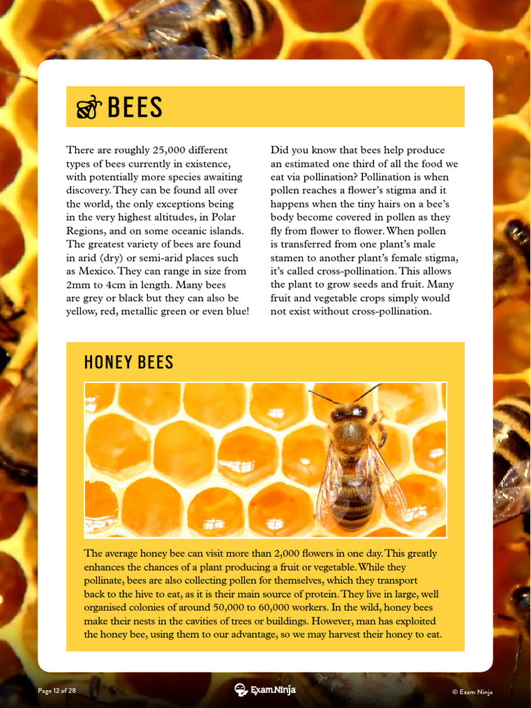 Reading Set B Reading Booklet | PDF | Bees | Honey Bee