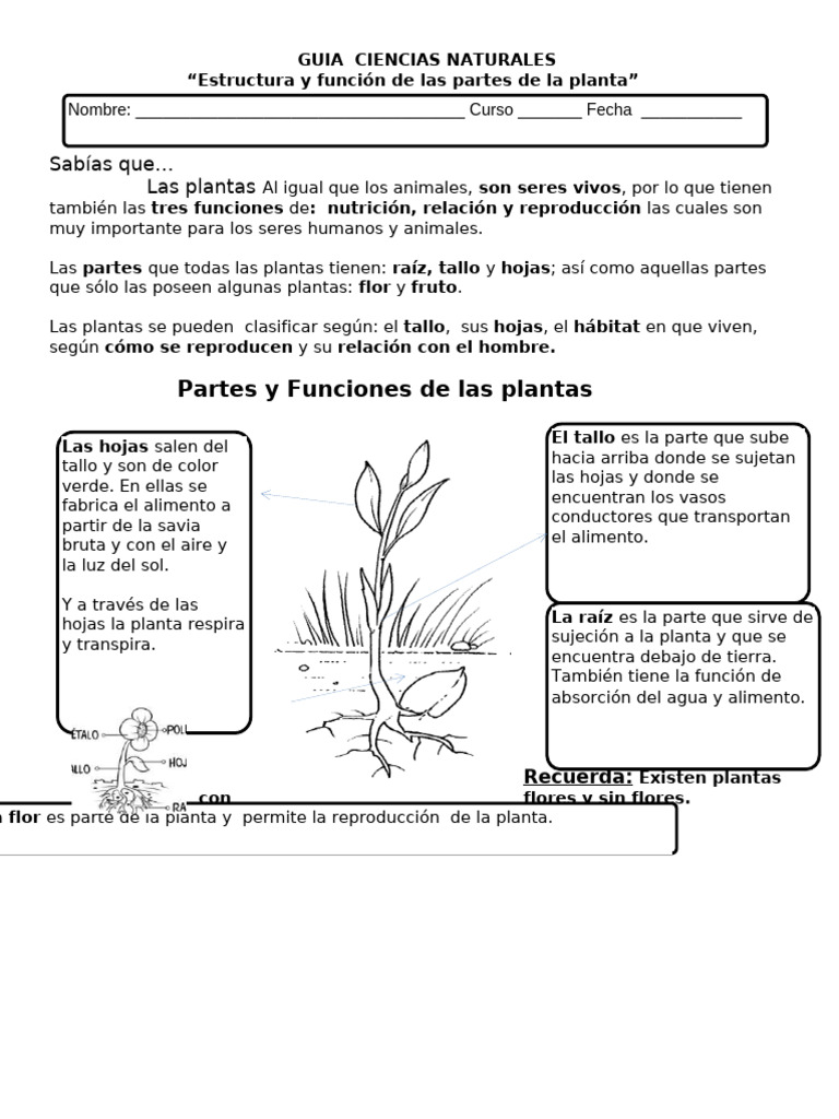 Guia de Las Plantas Estructura y Funcion de Las Partes de Las Plantas ...