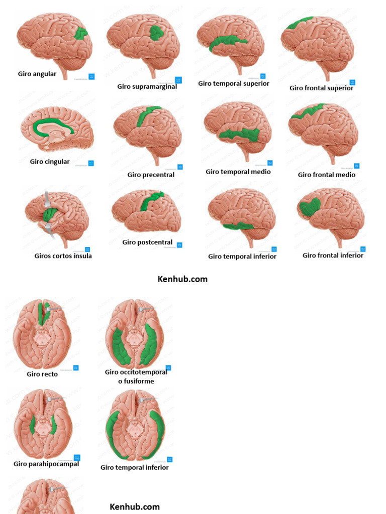 Giros Cerebro | PDF