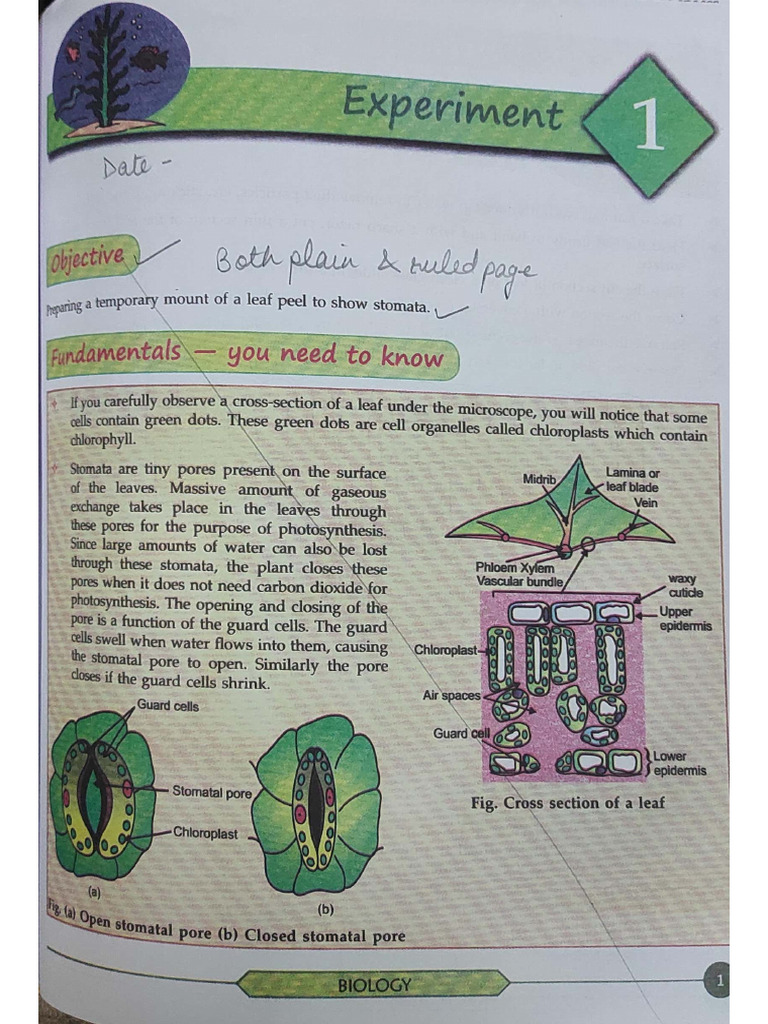 Biology Practical File Work | PDF