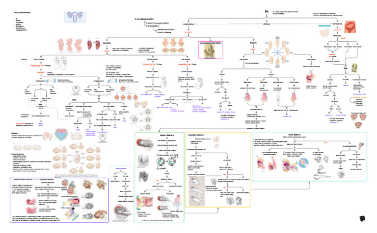 Normal & Abnormal Fetal Presentations (2) | PDF | Childbirth | Motherhood