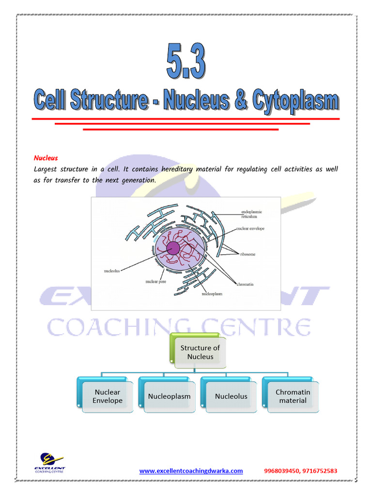 5.3 Cell Structure - Nucleus & Cytoplasm | PDF | Endoplasmic Reticulum ...