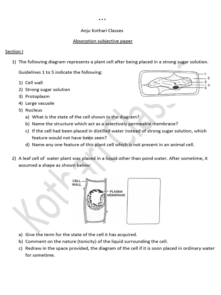 k10 Bio Absorption Subjective Paper | PDF