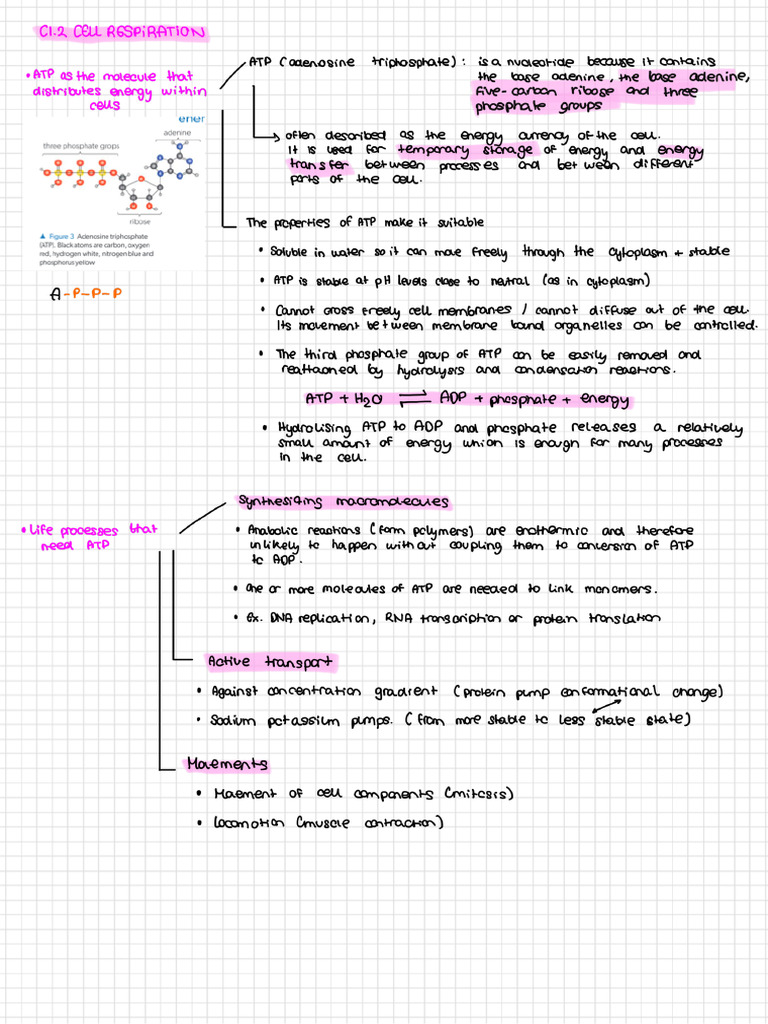 Cell Respiration SL and HL | PDF