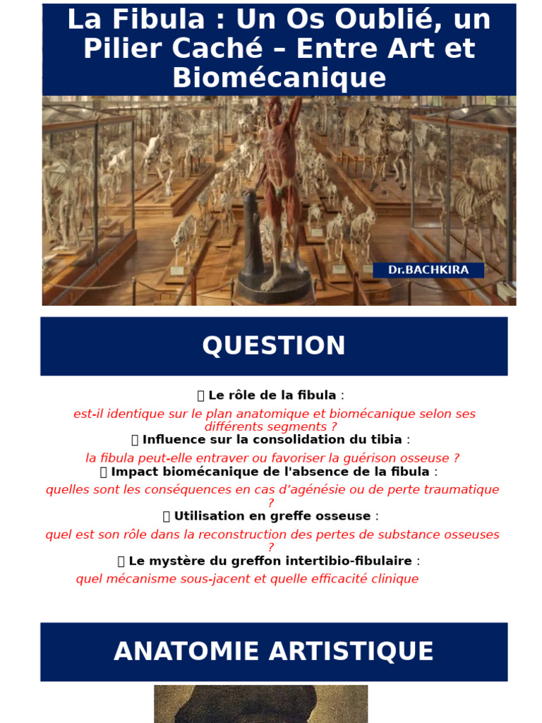 la Fibula: intérêt Anatomique et Biomécanique | PDF | Pied | Anatomie ...
