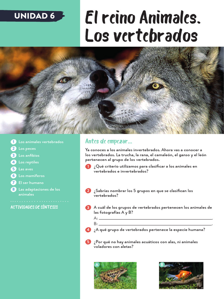 Verteb Adaptacion Curricular | PDF | Vertebrados | Anfibio