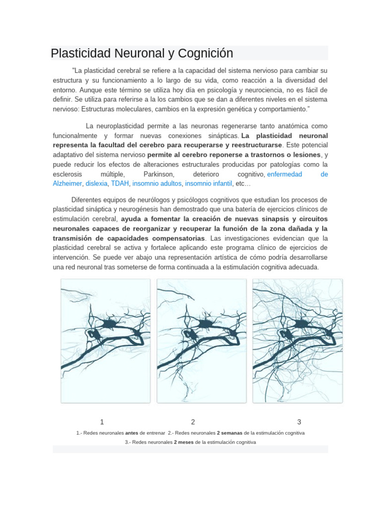 Plasticidad Neuronal y Cognición | PDF | Neuroplasticidad | Neurona