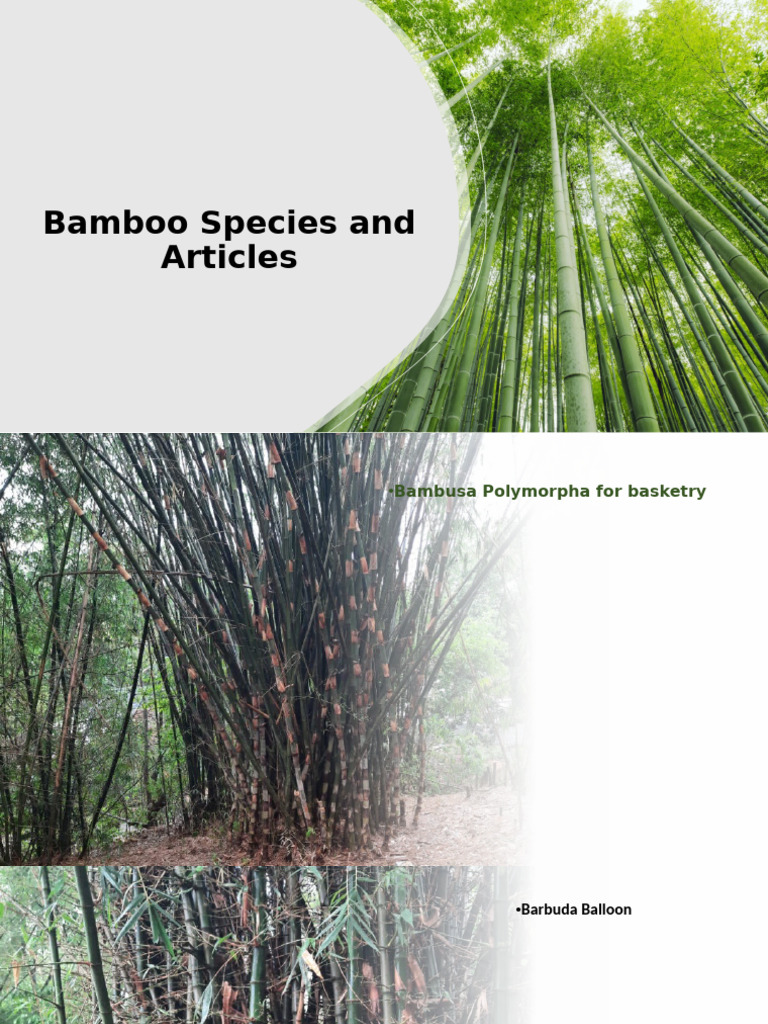Bamboo Species and Articls | PDF