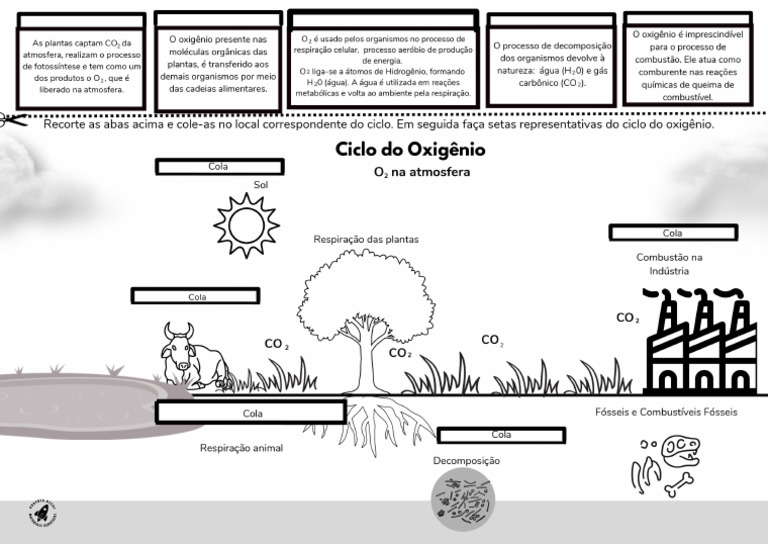 Ciclo Do Oxigênio | PDF