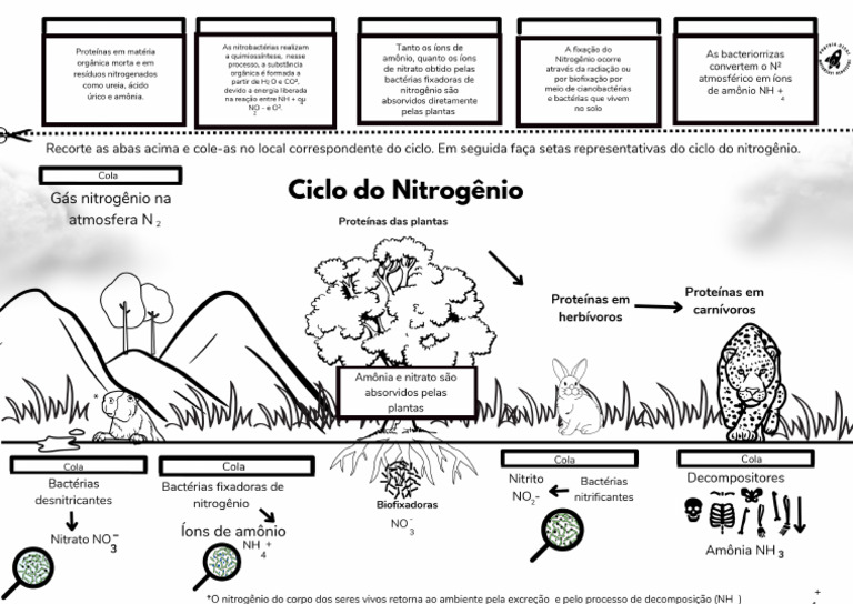 Ciclo Do Nitrogêno | PDF
