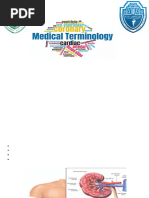 Urology Medical Terminology Guide | PDF | Urinary System | Kidney