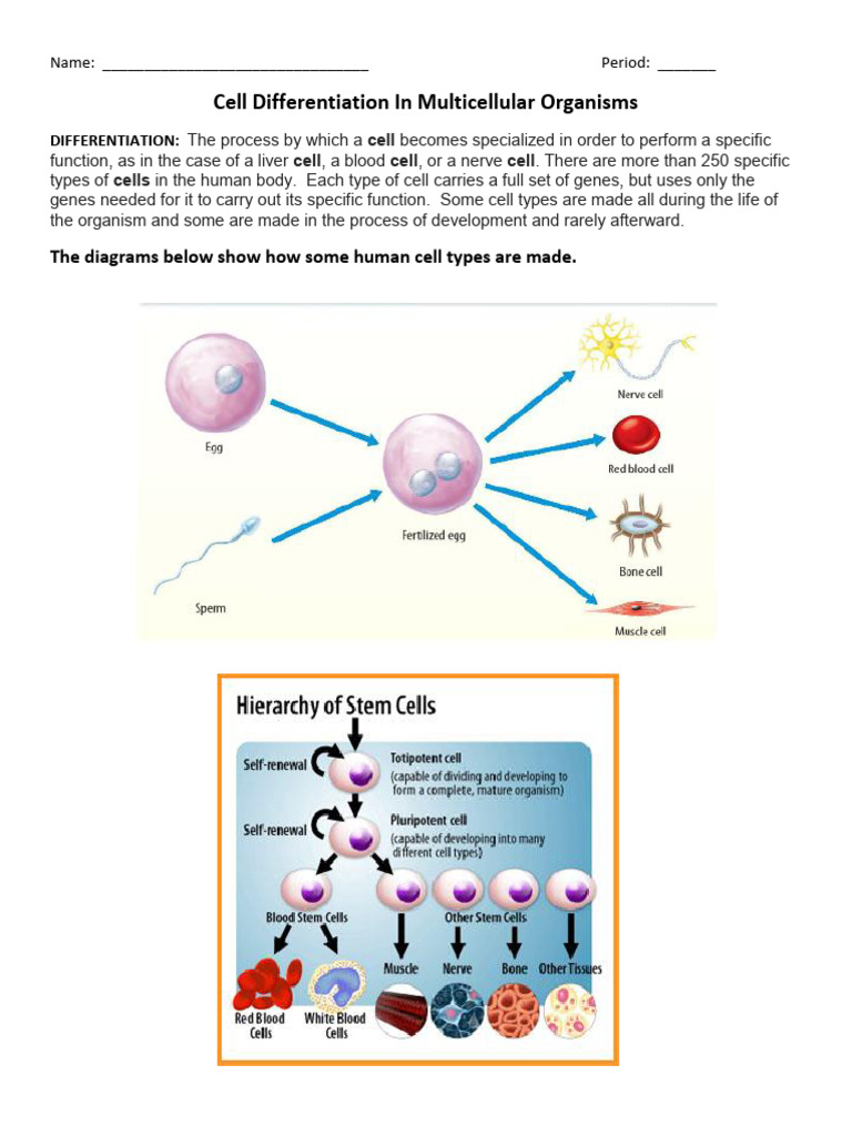 Cell Differentiation in Humans Explained | PDF