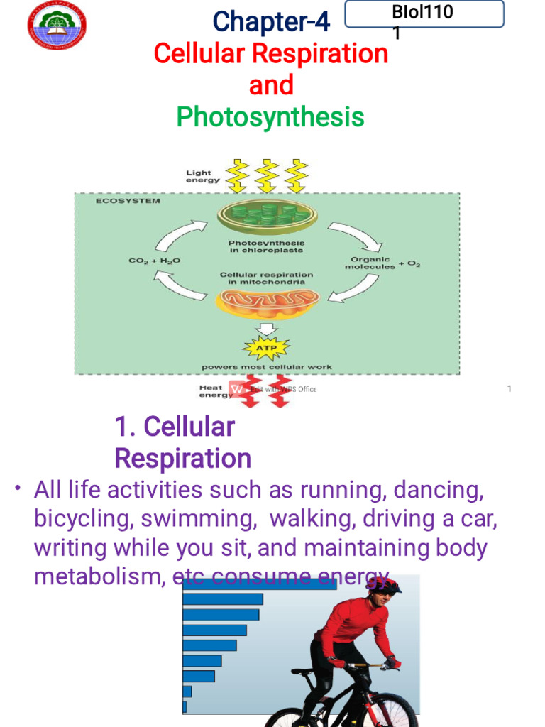 Electron Transport Chain Overview | PDF | Cellular Respiration ...