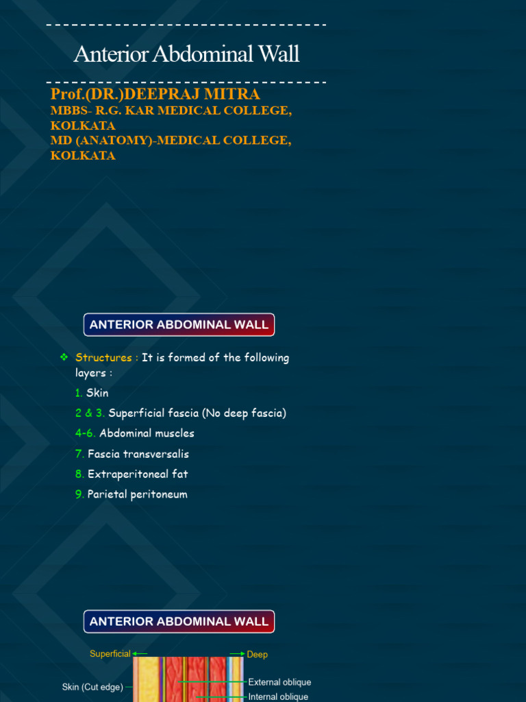 Abdomen-Anterior Abdominal Wall Final | PDF | Abdomen | Musculoskeletal ...