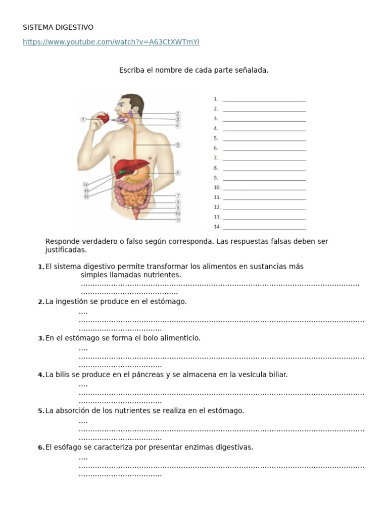 Actividades SISTEMA DIGESTIVO | PDF | Digestión | Sistema digestivo humano
