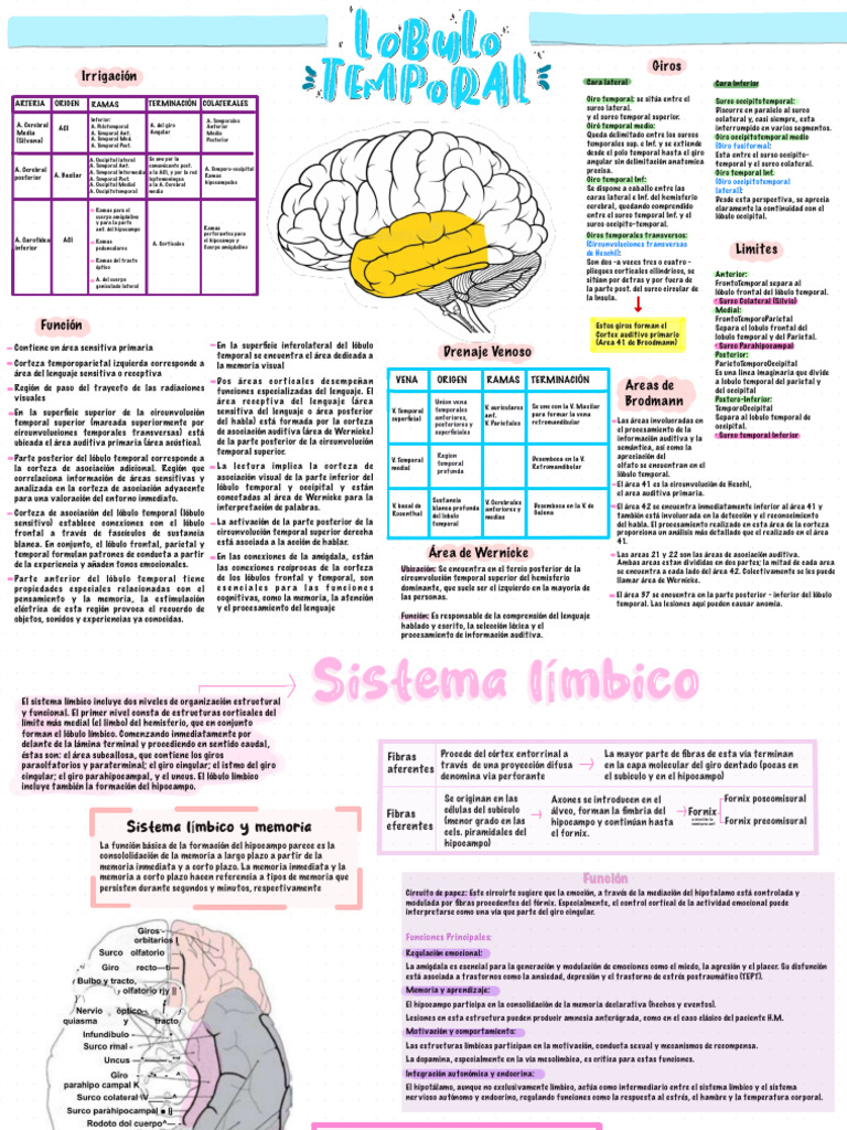 Funciones del Lóbulo Temporal en el Cerebro | PDF | Lóbulo temporal ...