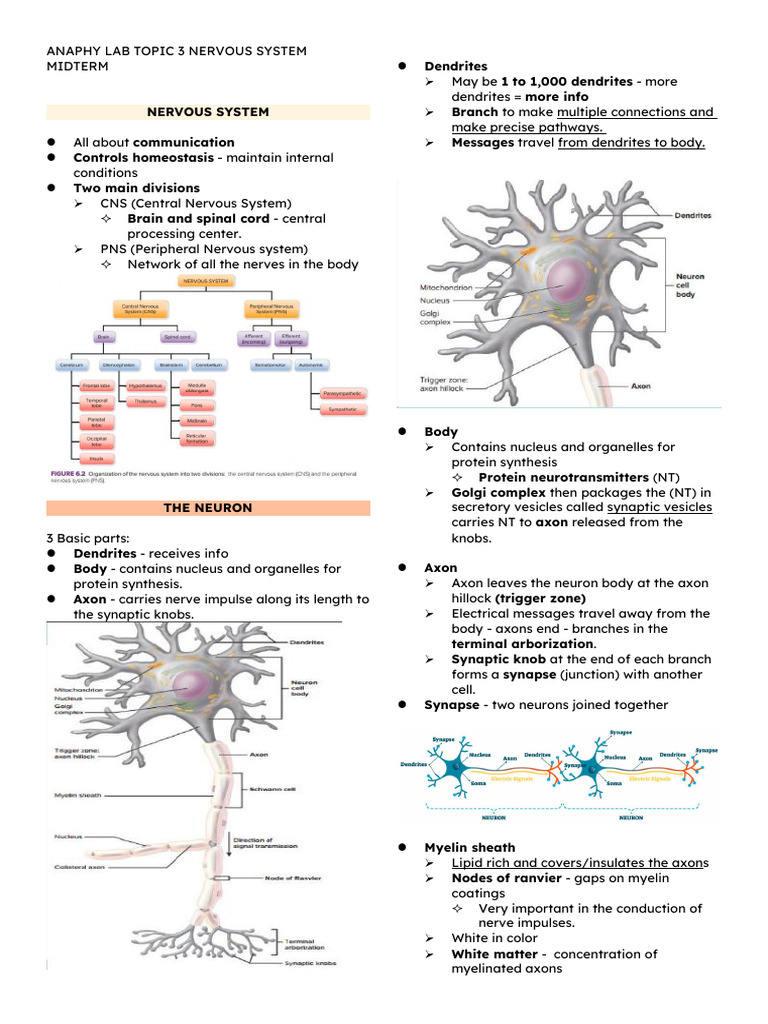 Anaphy Lab Topic 3 Nervous System Midterm-1 | PDF | Axon | Central ...