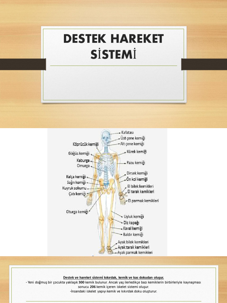 DESTEK HAREKET SİSTEMİ | PDF