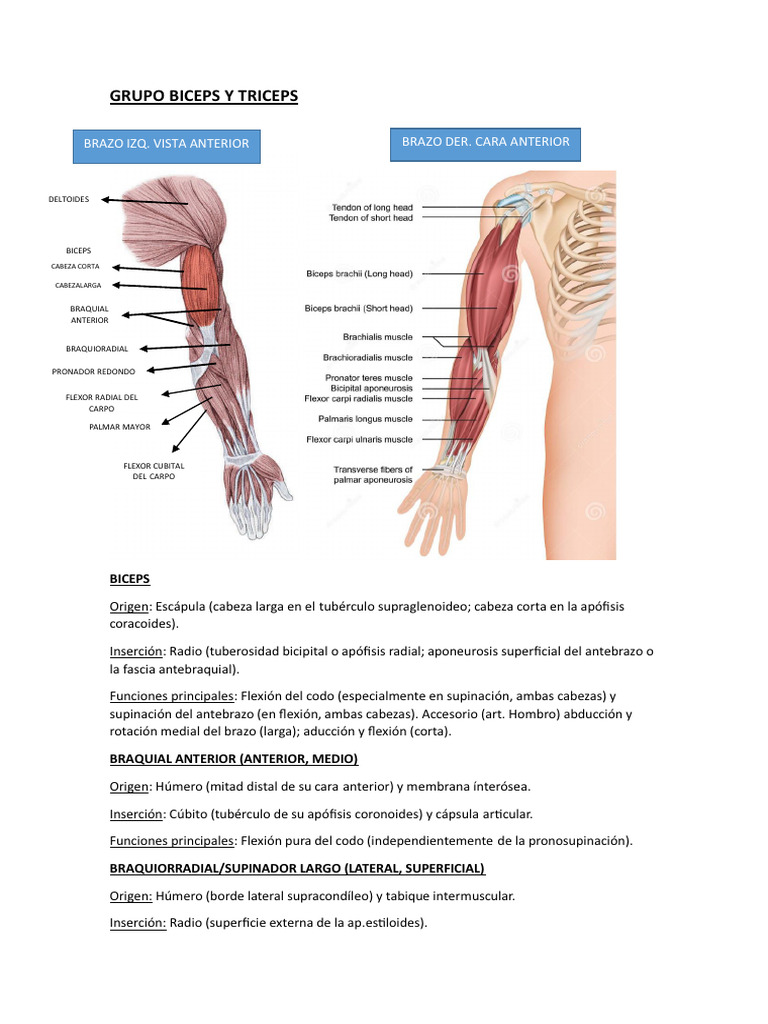 Biceps y Triceps | PDF | Codo | Mano