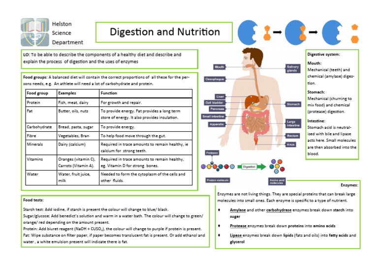 Sci Y8 B2a Knowledge Organiser Digestion | PDF | Digestion | Foods