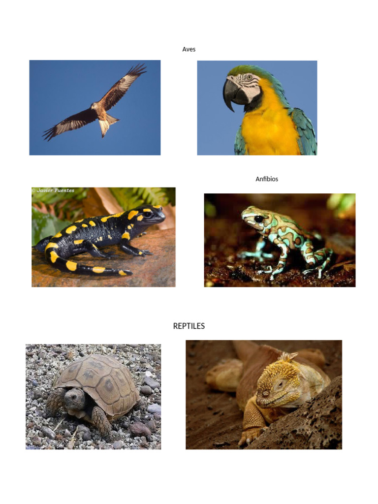 2 Aves, Mamiferos, Reptiles y Anfibios, Acuaticos | PDF