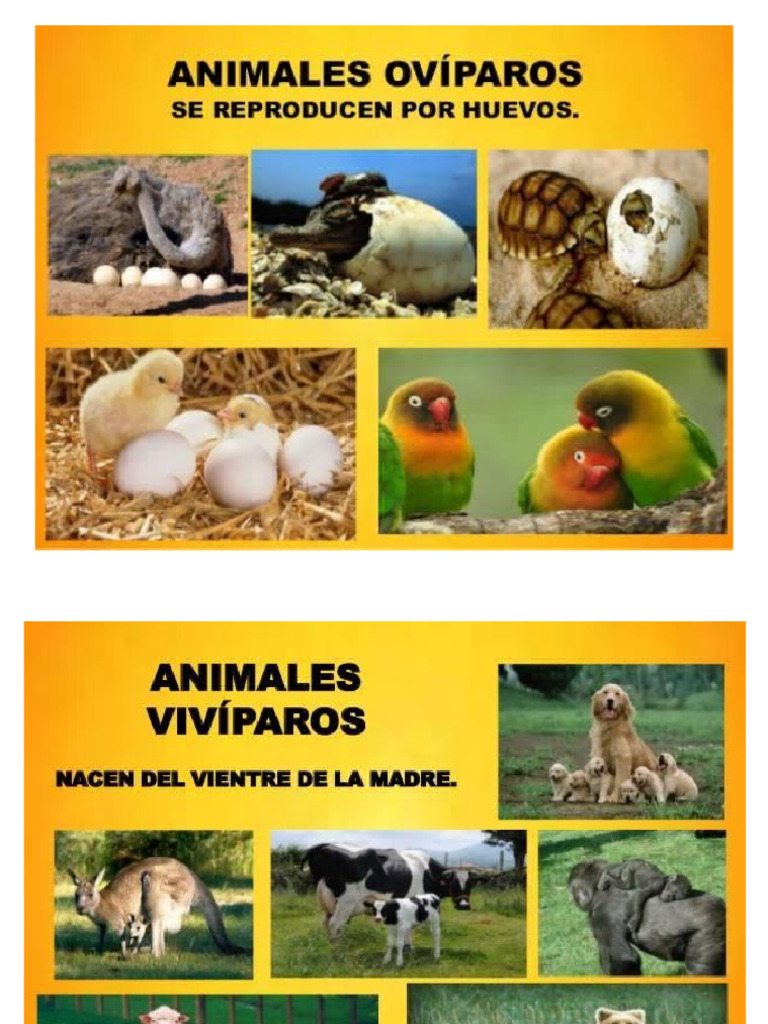 Animales Viviparos | PDF