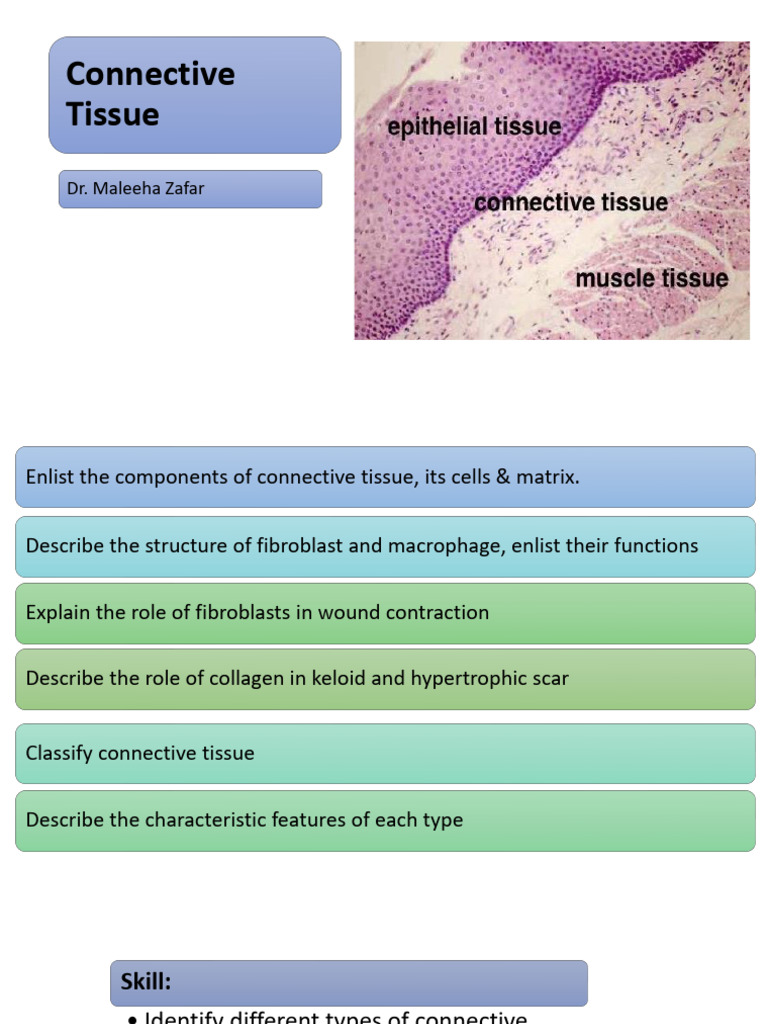 Connective Tissue Histology | PDF | Connective Tissue | Extracellular Matrix