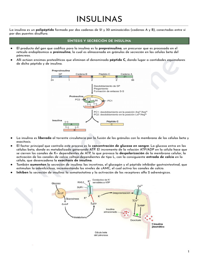 INSULINAS | PDF | Insulina | Bioquímica