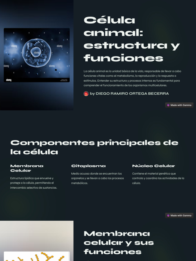 Estructura y funciones de la célula animal | PDF | Biología Celular ...