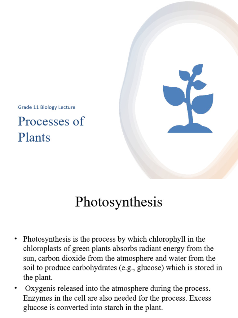 Plant Processes Grade11 | PDF | Photosynthesis | Chloroplast
