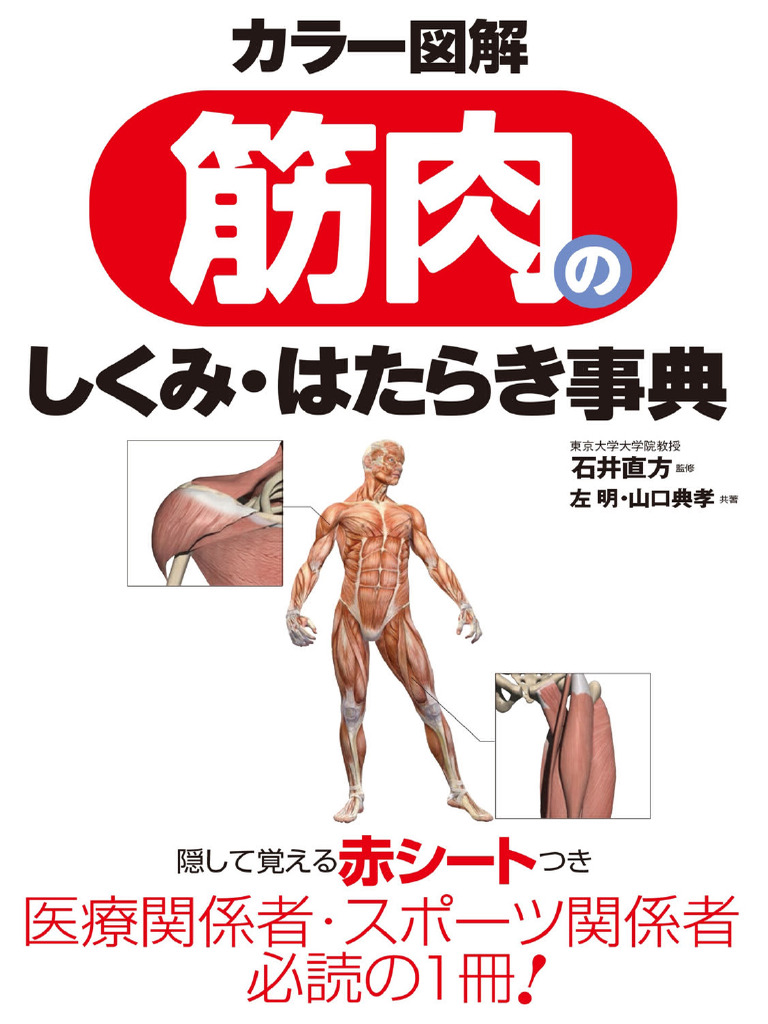 Colored Illustrations of Anatomy Muscle | PDF