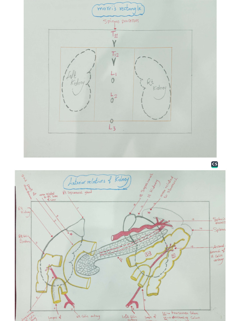 Kidney Diagrams | PDF