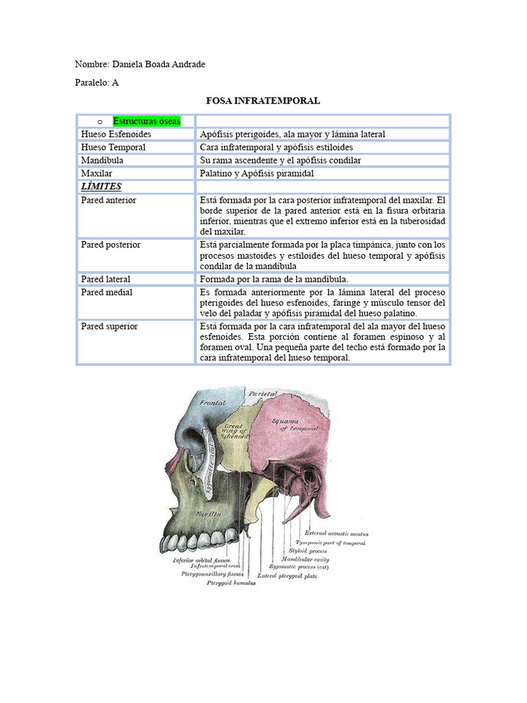 Fosa Infratemporal | PDF | Sistema musculoesquelético ...