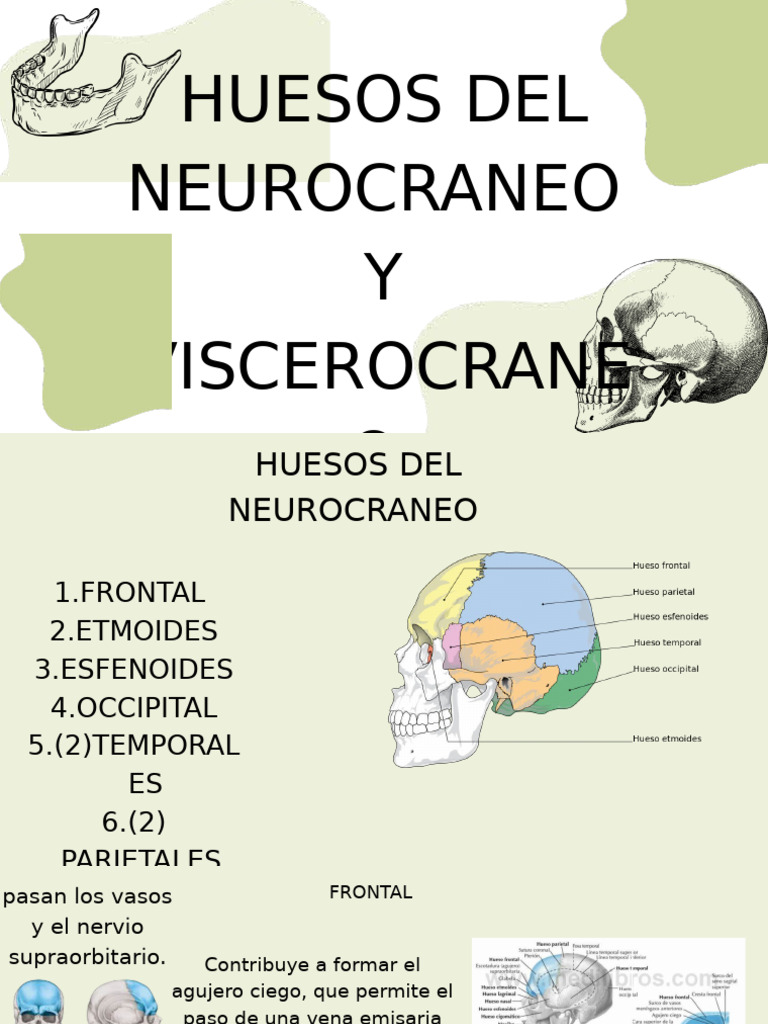 Huesos Del Craneo y Viscero | PDF | Cráneo | Nariz humana