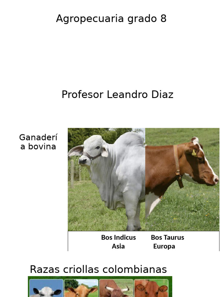 Razas de Ganado Bovino en Colombia | PDF | Vacas | Animales domesticados