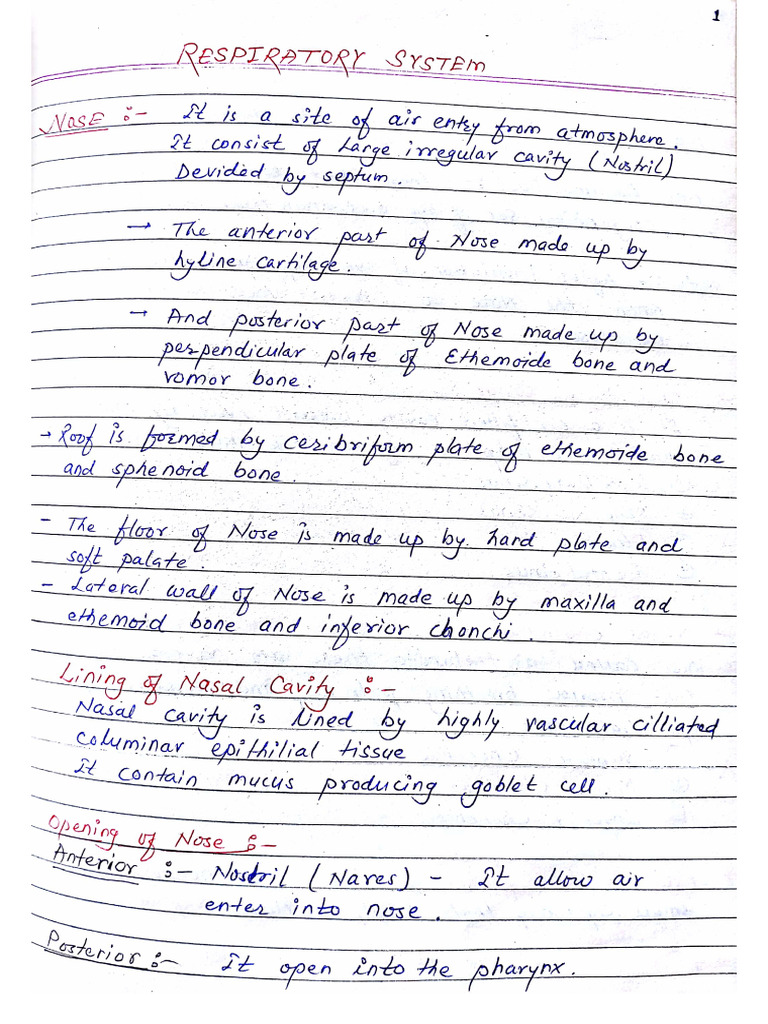 Respiratory System NOR | PDF
