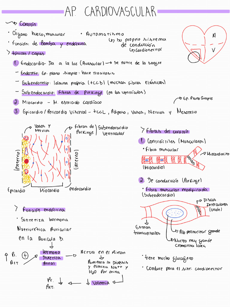 AP Cardiovascular 241109 211955 | PDF