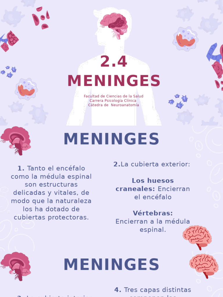 MENINGES | PDF | Fluido cerebroespinal | Médula espinal