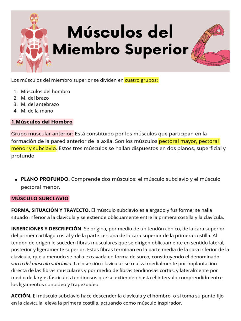 Los Músculos Del Miembro Superior | PDF | Sistema musculoesquelético ...
