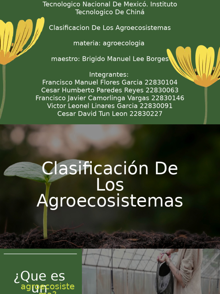 Clasificacion de Los Agroecosistemas | PDF | Plantas | Agroecología