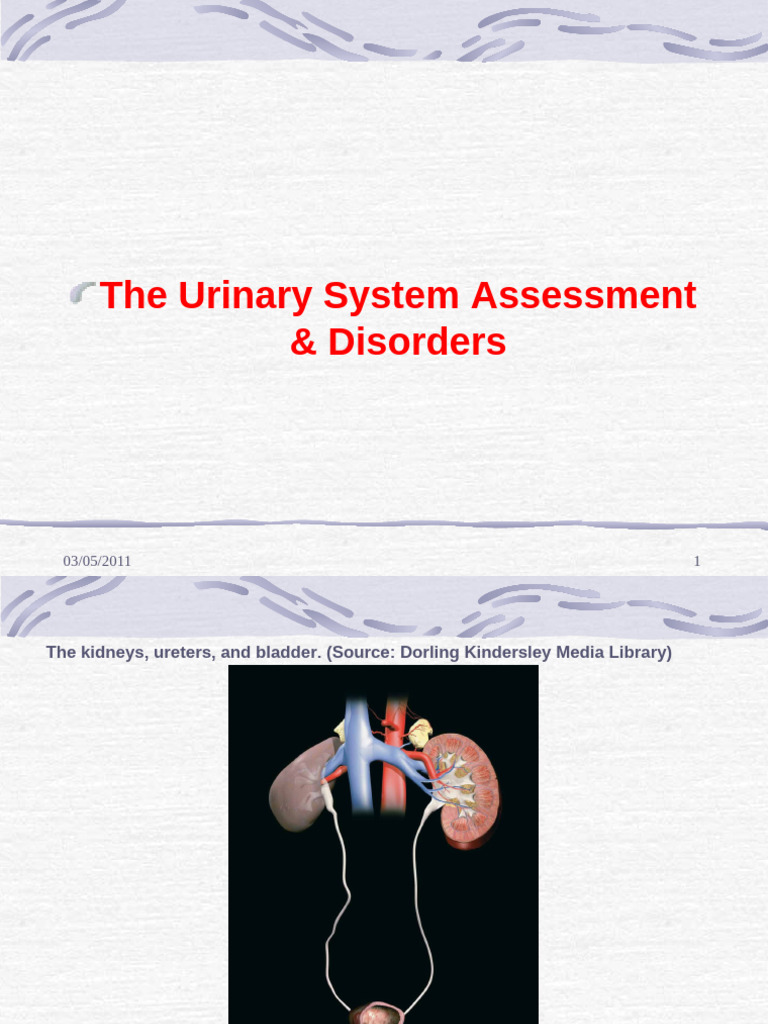 Urinary Tract System Assessment and RF - F | PDF | Kidney | Urinary System
